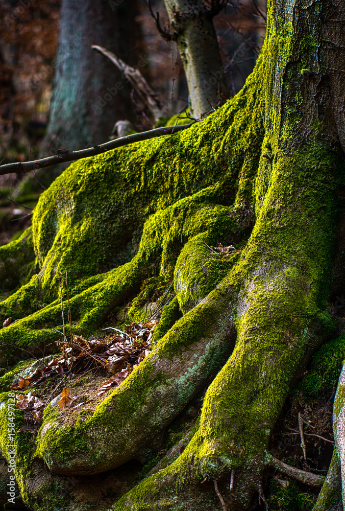 Surrealistic color outdoor nature image of gigantic tree root with ...