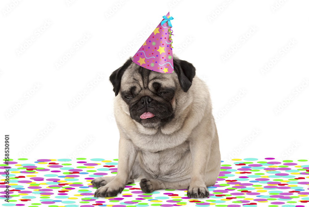 funny pug puppy dog wearing party hat, sitting down on confetti, drunk ...