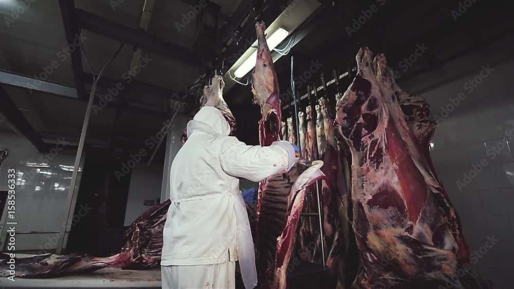 A huge butcher in a white dressing gown cuts the dead bodies of cows ...