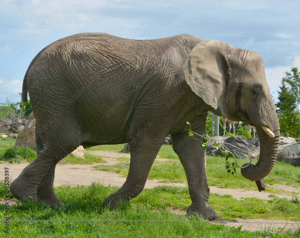 Elephants are large mammals of the family Elephantidae and the order ...