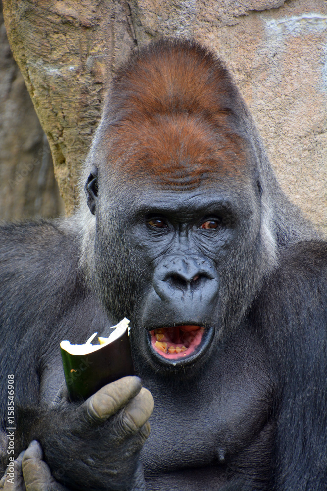 Gorillas are the largest extant species of primates. They are ground ...