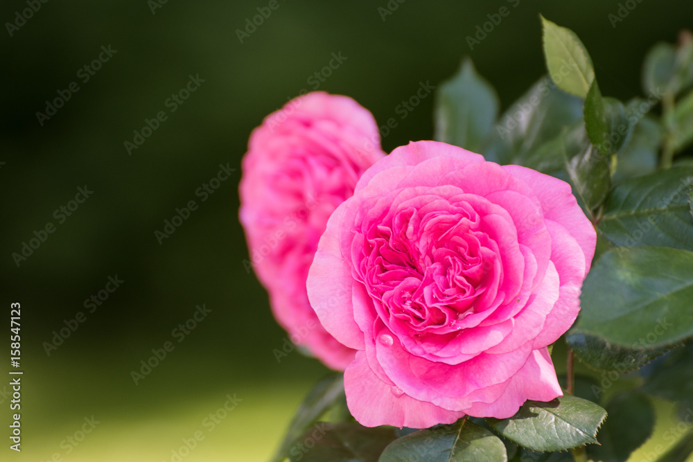 Rosarote Rosen Stock Photo | Adobe Stock