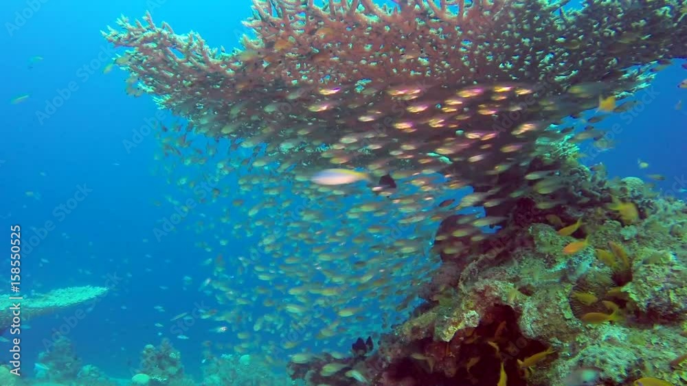 Tropical Glass-Fish. Picture of sweepers glassfish (Parapriacanthus ...