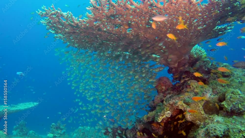 Tropical Sweepers Glass-Fish. Picture of sweepers glassfish ...