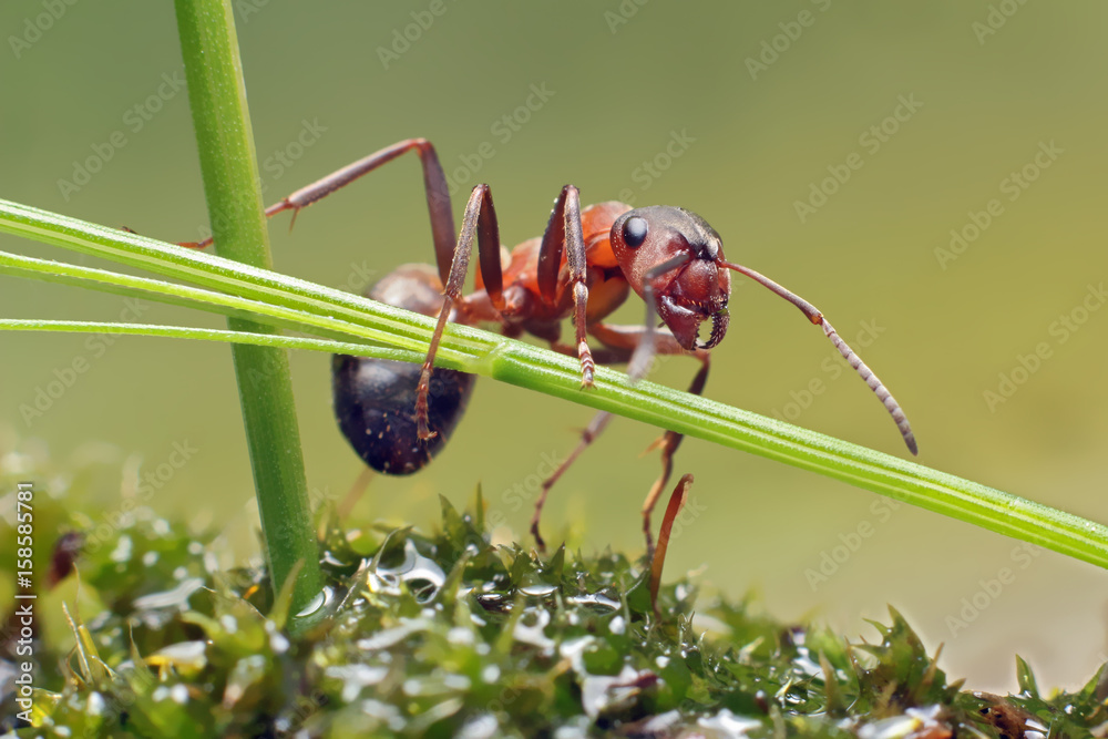 Ant on grass Stock Photo | Adobe Stock