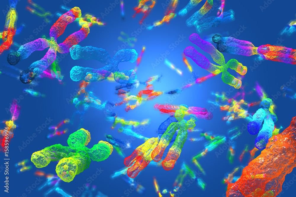 Human chromosomes, artwork Stock Illustration | Adobe Stock