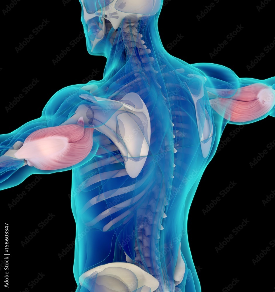 Medical muscle illustration of the triceps. 3d illustration Stock ...