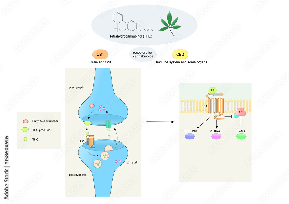 Vetor de cannabinoids and main mechanism of action (linked to cb1 ...