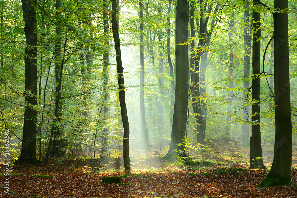 Forest Stock-Foto | Adobe Stock