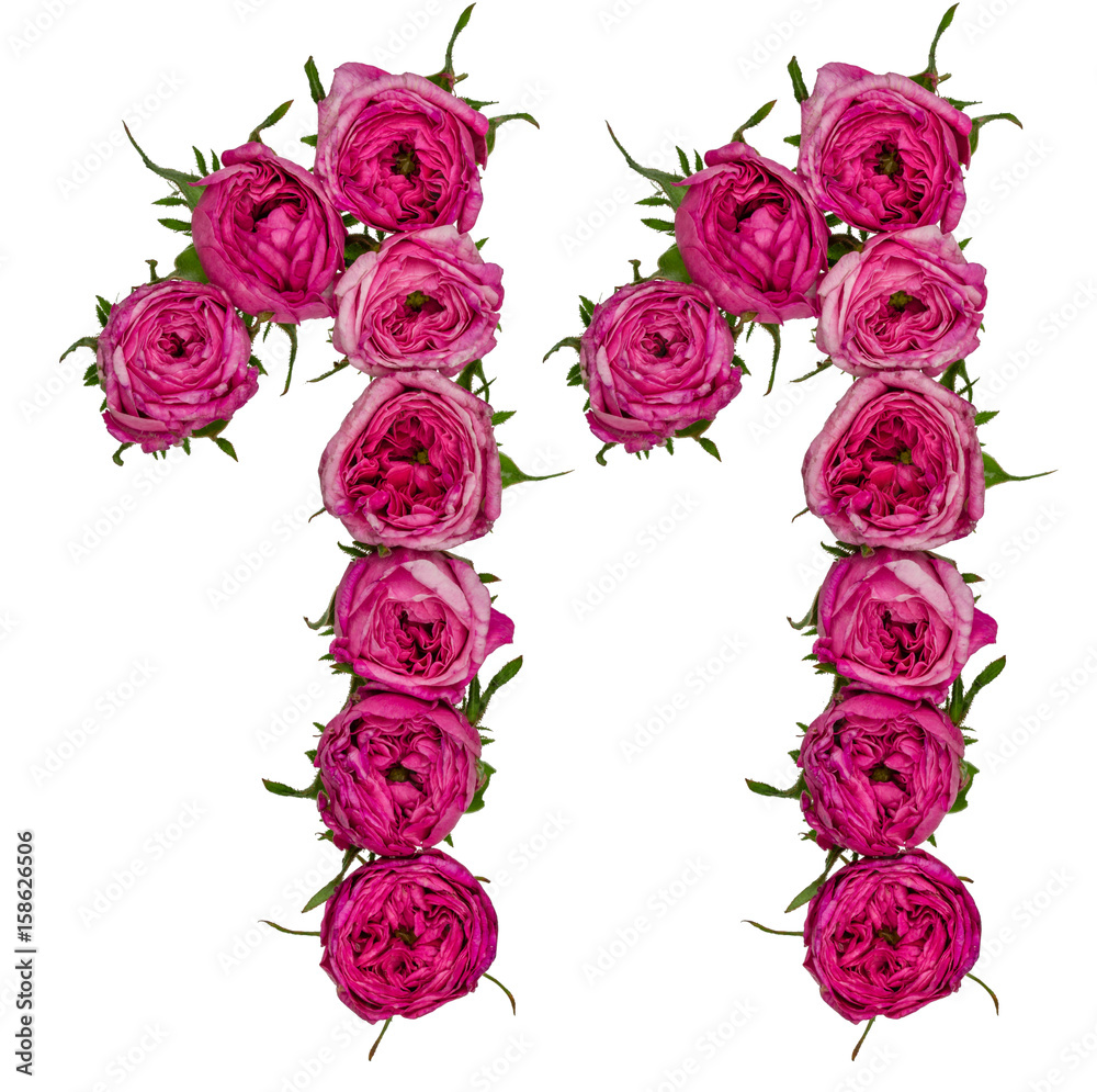 Arabic numeral 11, eleven, from red flowers of rose, isolated on white ...