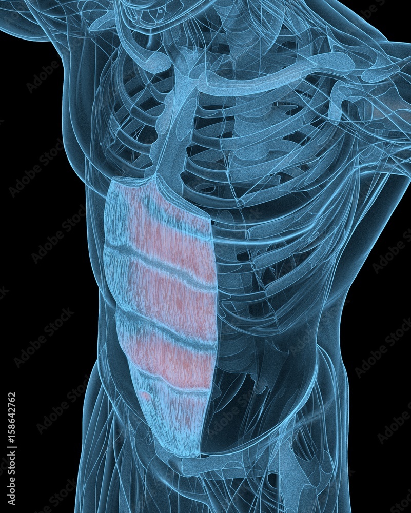Medical muscle illustration of the rectus abdominis. 3d illustration ...