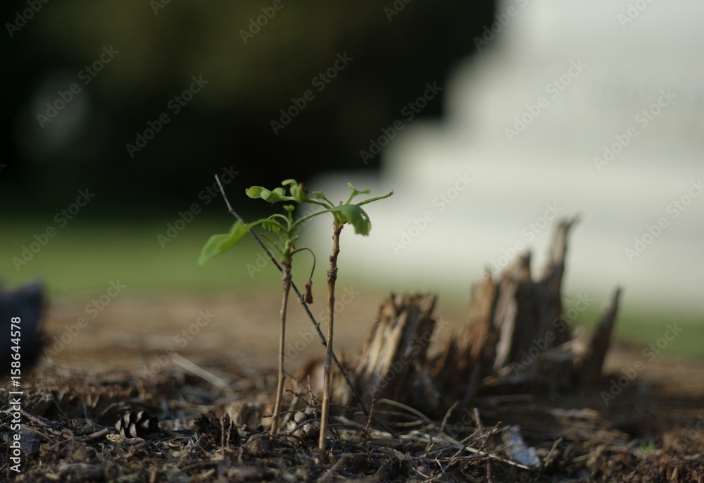 Poster regrowth 3 – Wall Art | UkPosters