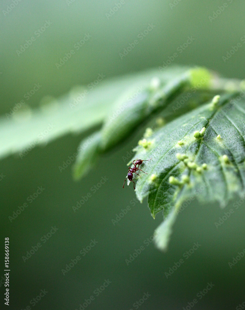 feuille malade Stock Photo | Adobe Stock