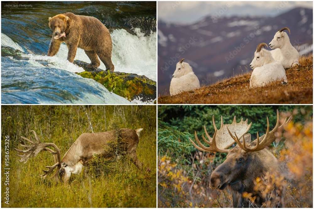 Nature photography of wildlife from Alaska, the US Stock Photo | Adobe ...