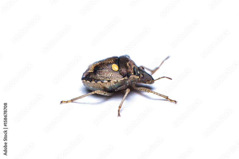 Two Spotted Sesame Bug (Eysarcoris guttiger) isolated on white ...