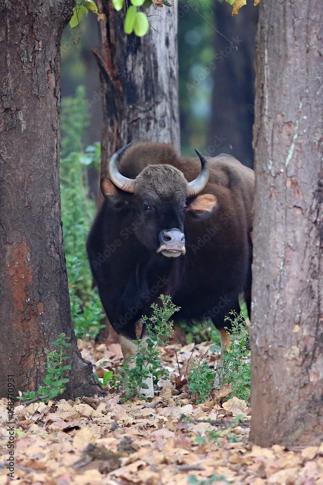 Indian gaur in the nature habitat in India. Beautiful and big bull in ...