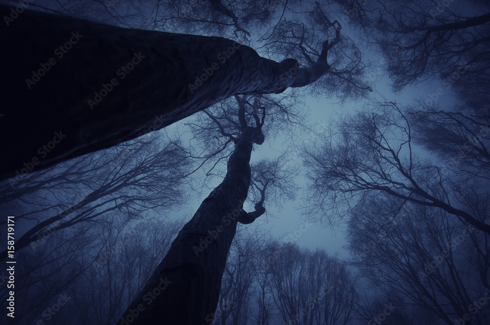dark scary forest landscape with tree silhouettes against the dark ...