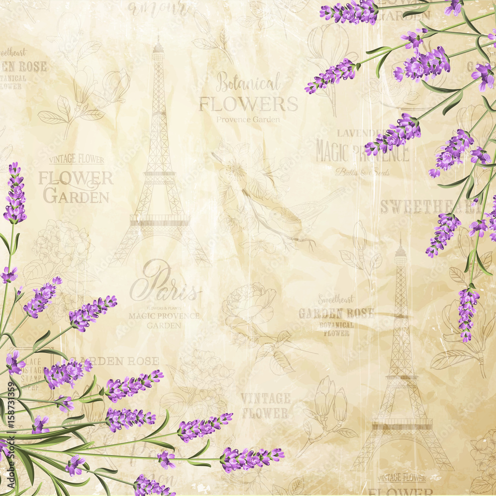 The lavender elegant card. Vintage postcard background vector template ...