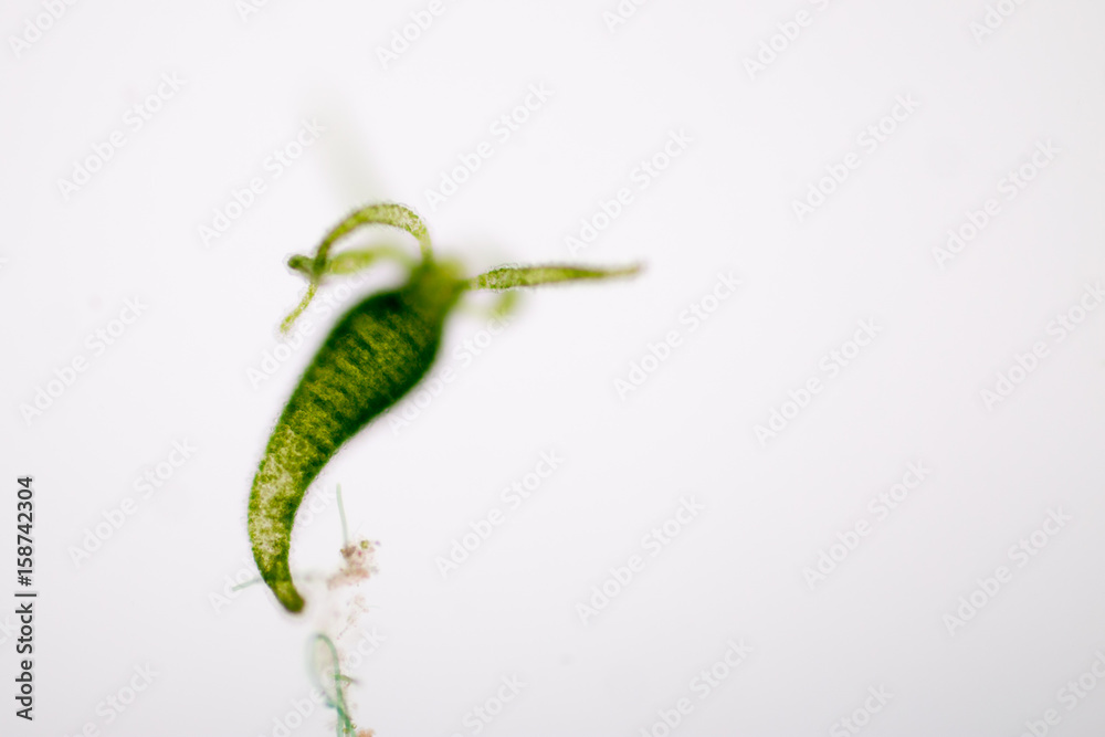 Hydra is a genus of small, fresh-water animals of the phylum Cnidaria ...