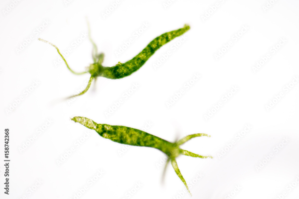 Hydra is a genus of small, fresh-water animals of the phylum Cnidaria ...