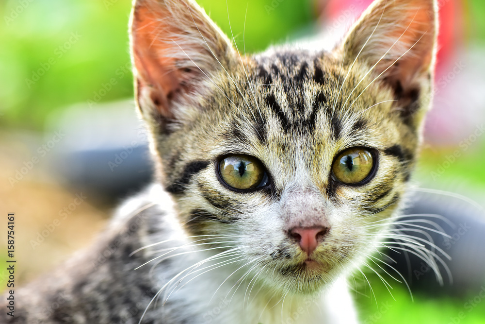 cat Stock-Foto | Adobe Stock