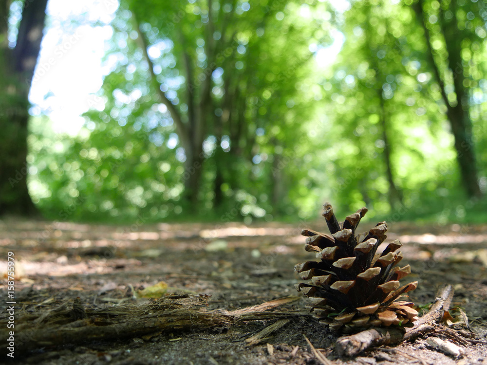 pomme de pin en foret Photos | Adobe Stock