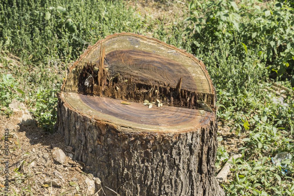 the cut-down trees in the wood. there were only parts of trunks and ...