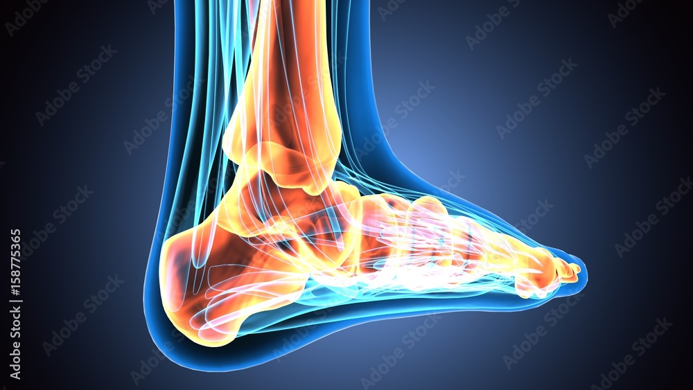 3D illustration of Foot Skeleton - Part of Human Skeleton. Stock ...