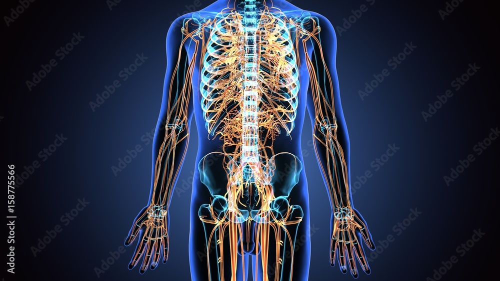 Nerves Of The Human Body Real