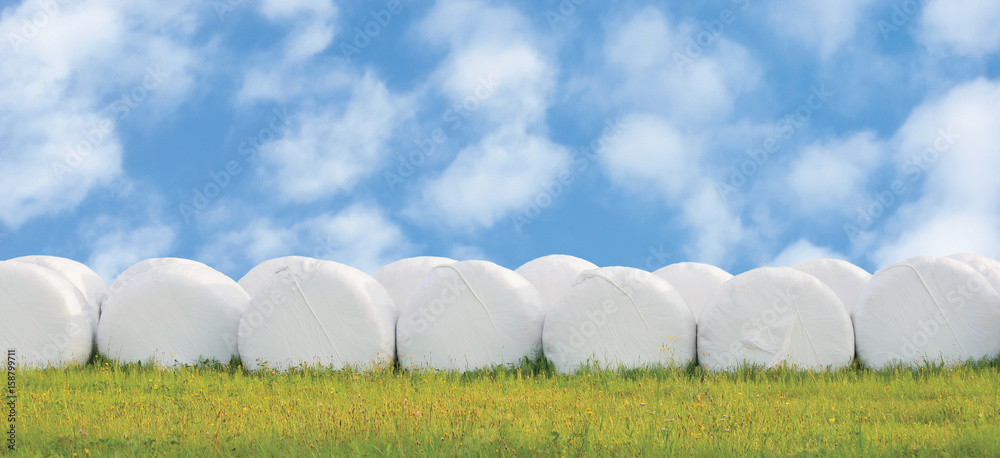 Wrapped stacked silage bales row isolated round white plastic film hay ...