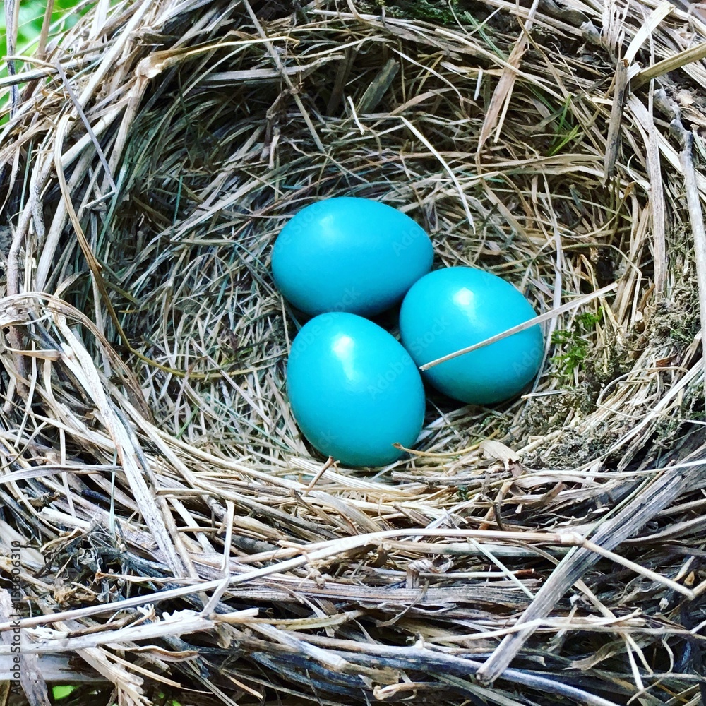 Nest with eggs Stock Photo | Adobe Stock
