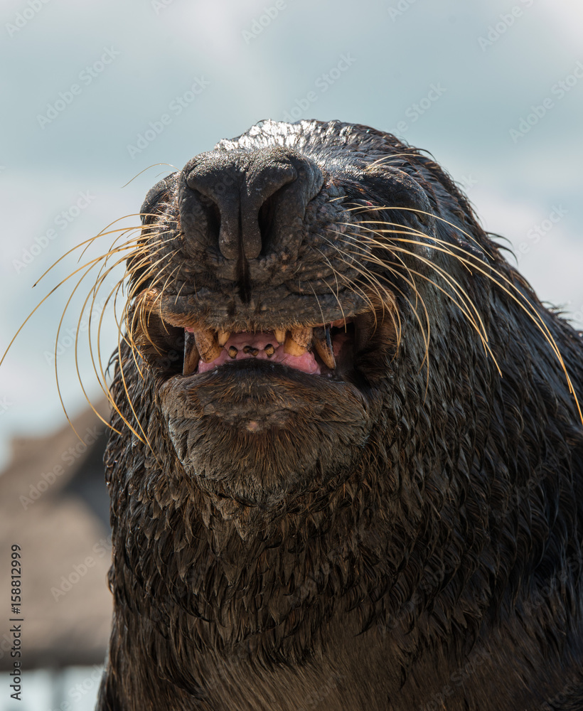 Smiling Seal