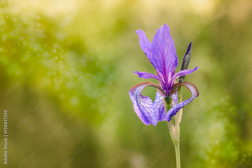 Iris sibirica, commonly known as Siberian iris or Siberian flag ...