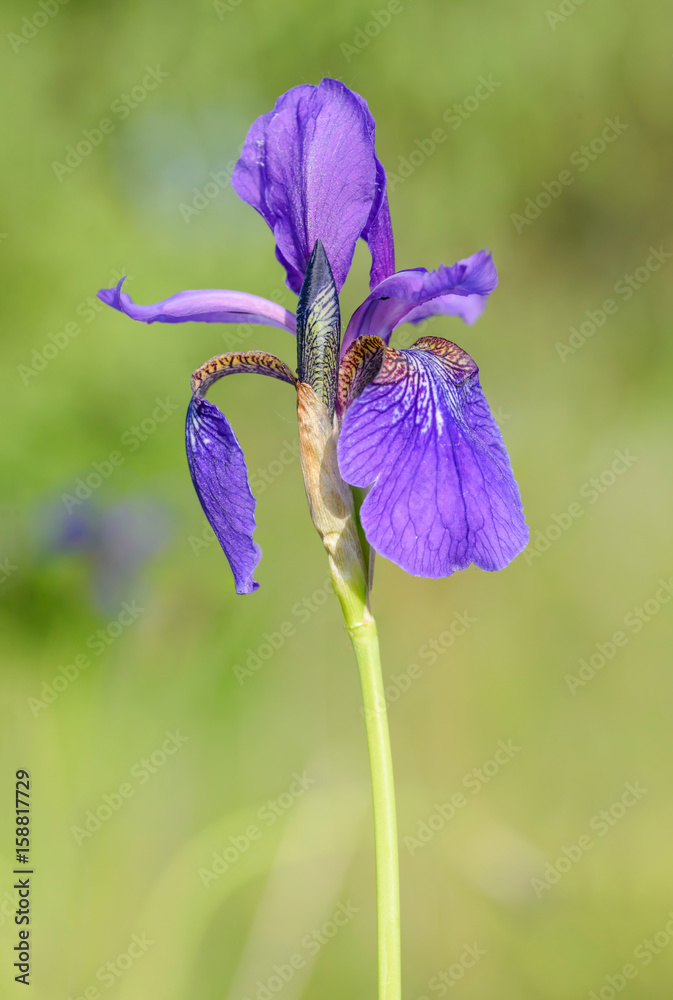 Iris sibirica, commonly known as Siberian iris or Siberian flag ...