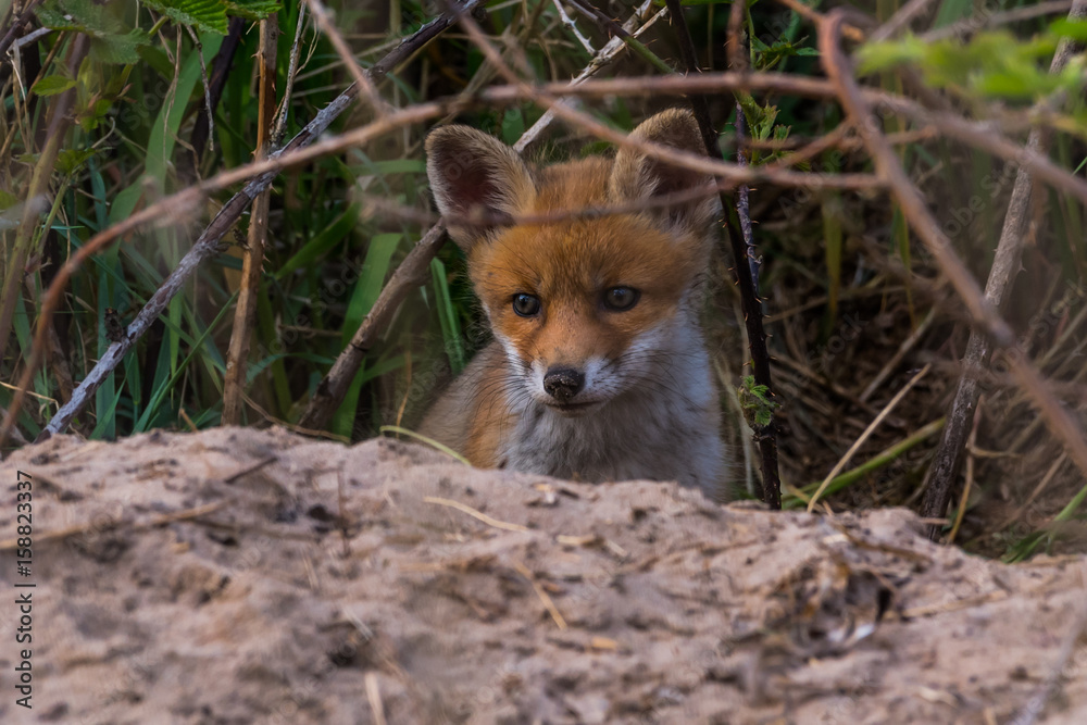 cute fox cub at the entrance of the den Stock Photo | Adobe Stock