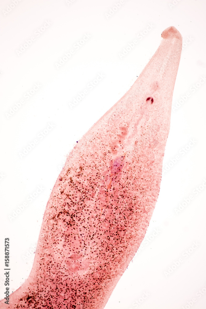 Monogenean Parasite under microscope view. Stock Photo | Adobe Stock