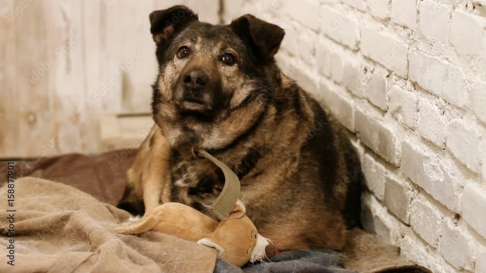 Homeless animals. A stray mongrel dog living in an enclosure of animal ...