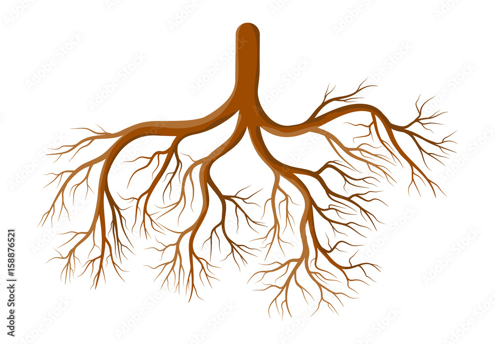 Plant With Roots Vector