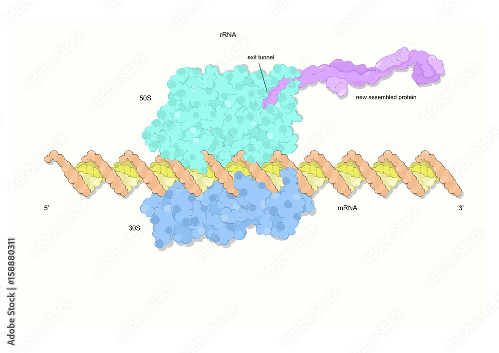 the ribosome, a complex molecular machine where new proteins are ...