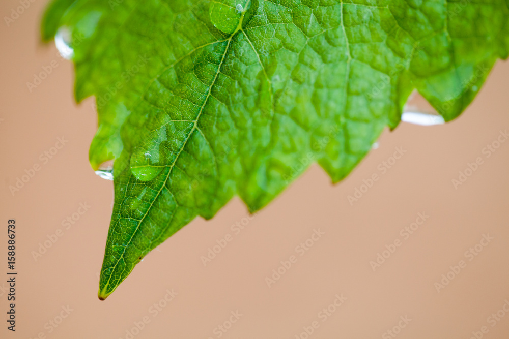 Hojaa con cotas Stock Photo | Adobe Stock