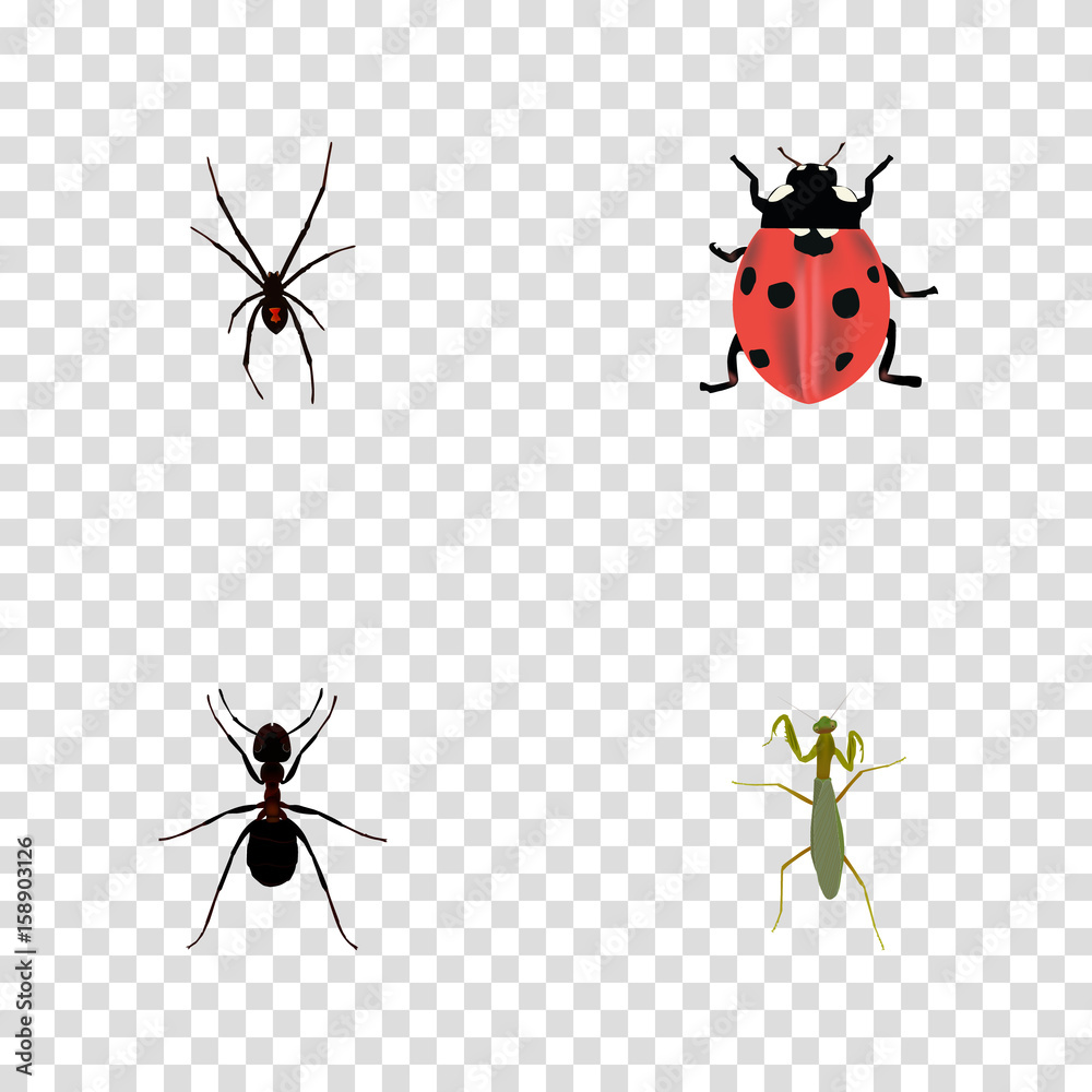 Realistic Spinner, Ant, Ladybird And Other Vector Elements. Set Of ...