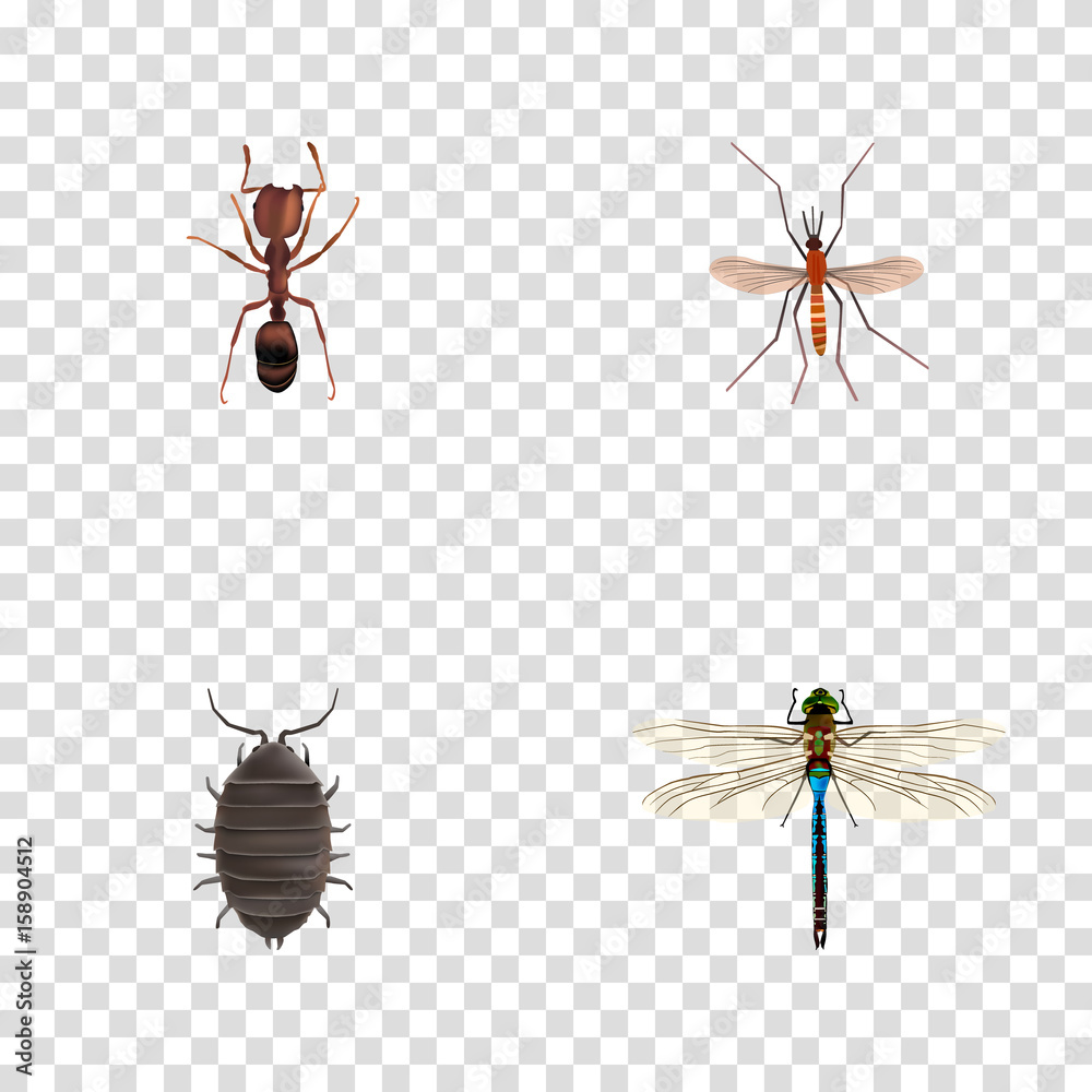 Realistic Gnat, Emmet, Dor And Other Vector Elements. Set Of Insect ...