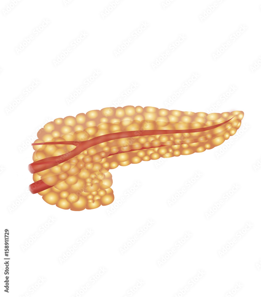 Pancreas Drawing