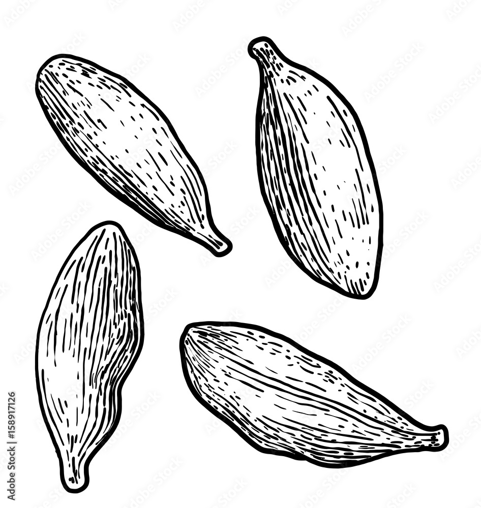 Cardamom illustration, drawing, engraving, ink, line art, vector Stock ...