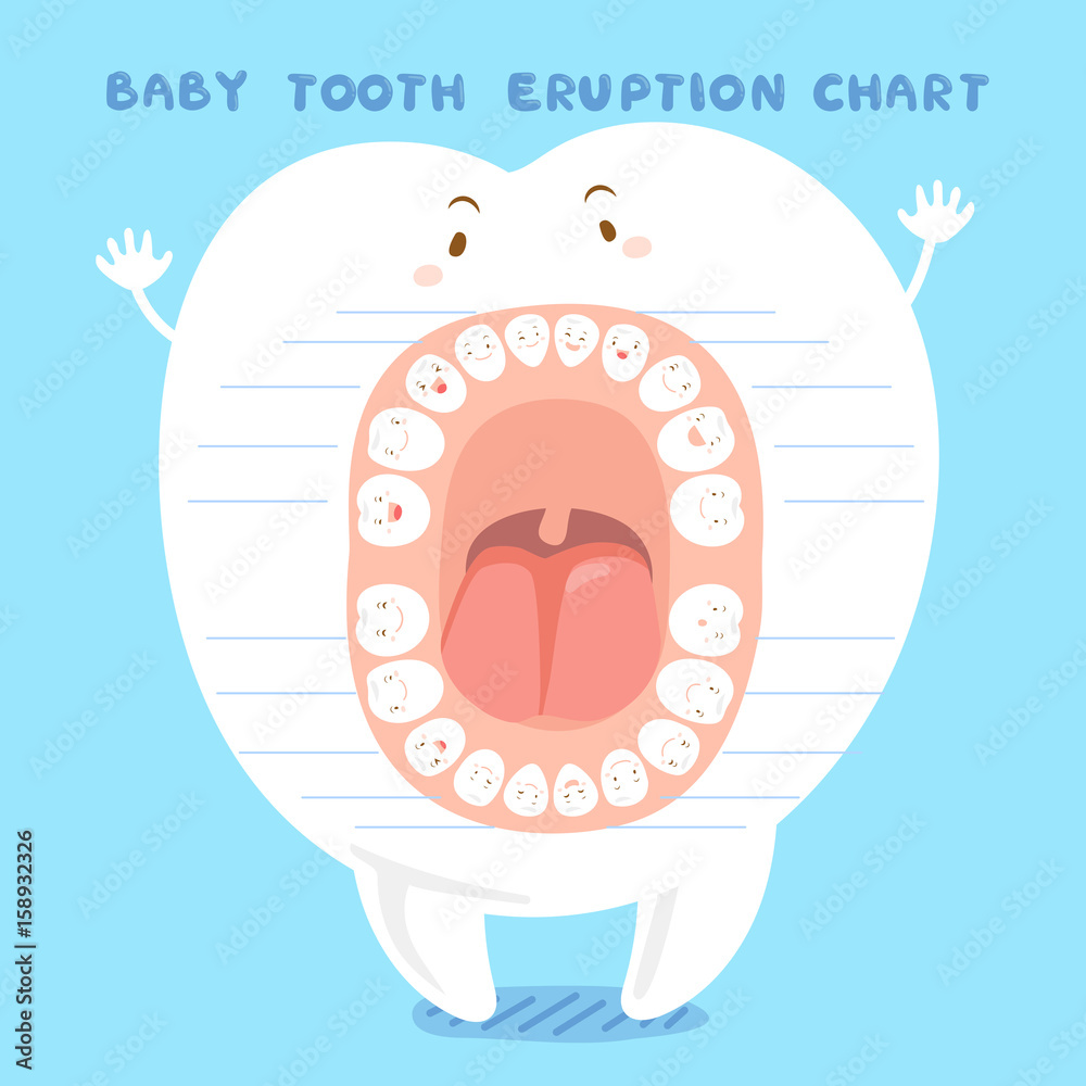cartoon baby tooth eruption chart Stock Vector | Adobe Stock