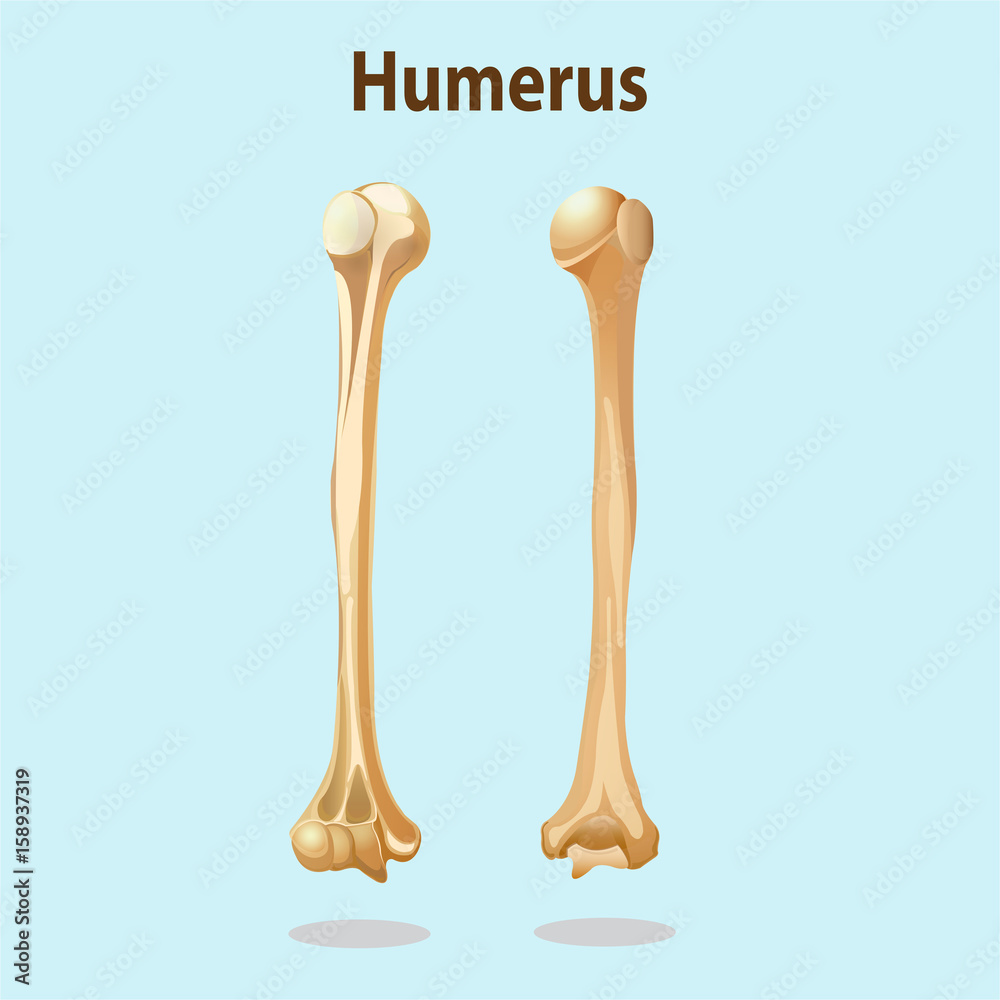 Anatomy and physiology Humerus bones element vector illustration Stock ...