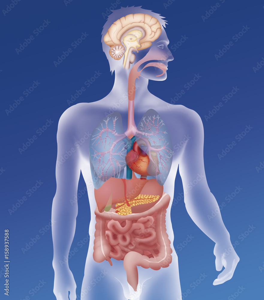Anatomy Stock Illustration | Adobe Stock