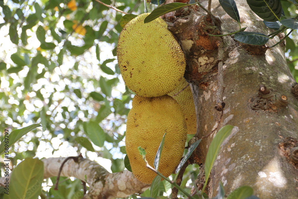 Durian Tree with Fruits / Zanzibar Island, Tanzania, Indian Ocean, East ...