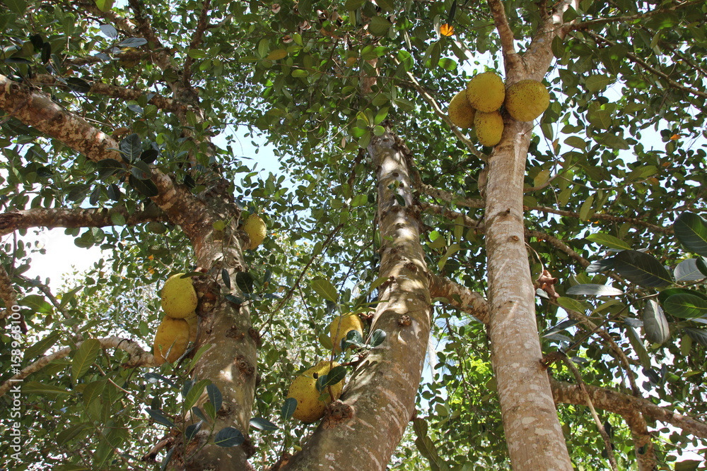 Durian Tree with Fruits / Zanzibar Island, Tanzania, Indian Ocean, East ...