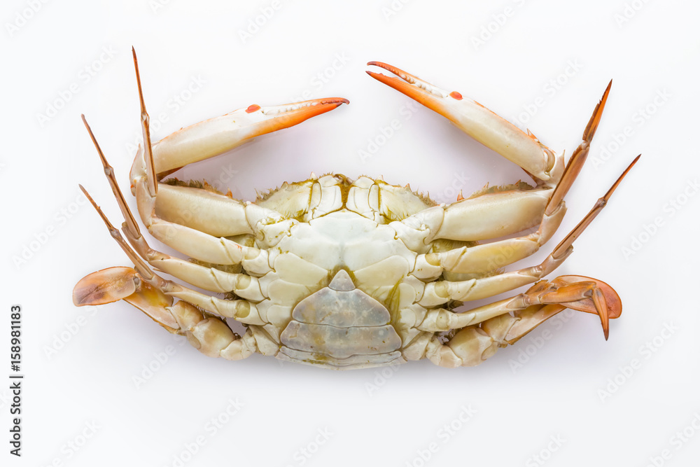 Bottom of the crab.Serrated mud crab.Steamed crab.Crab isolated on ...